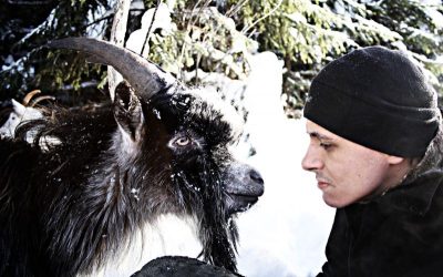 Breed Profile: Finnish Landrace Goat - Goat Journal